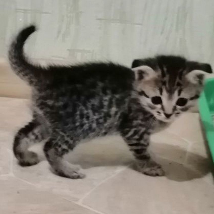 Котята в добрые руки 1 месяц мальчики