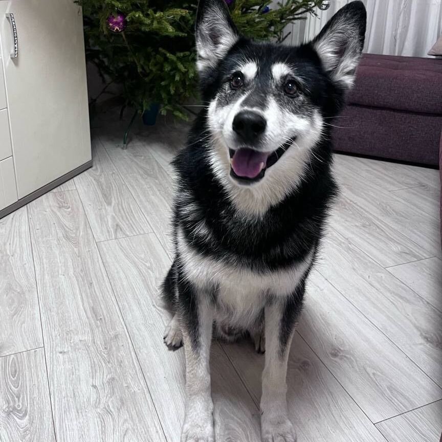 Взрослый пёс в добрые руки