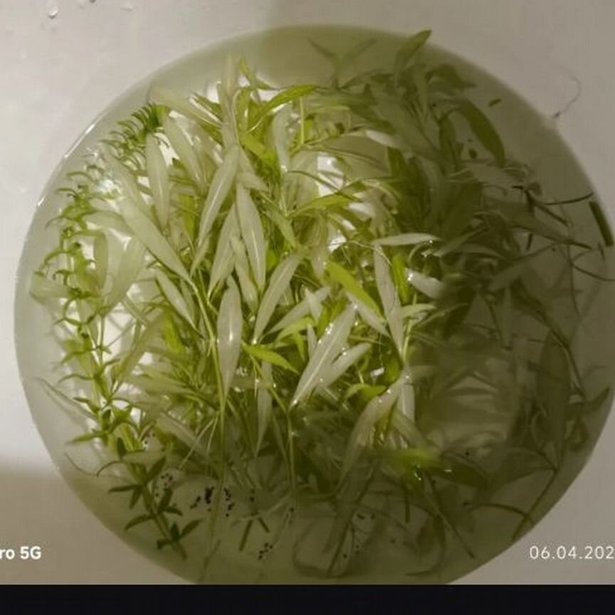 Аквариумная прополка