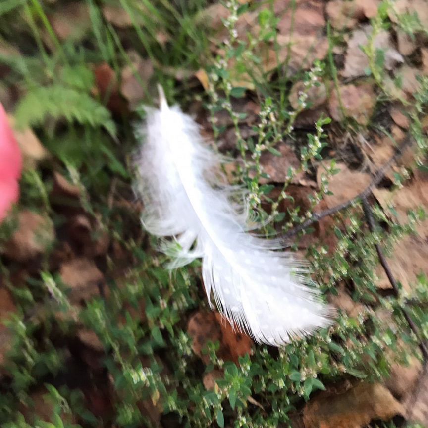 Перо Цесарка