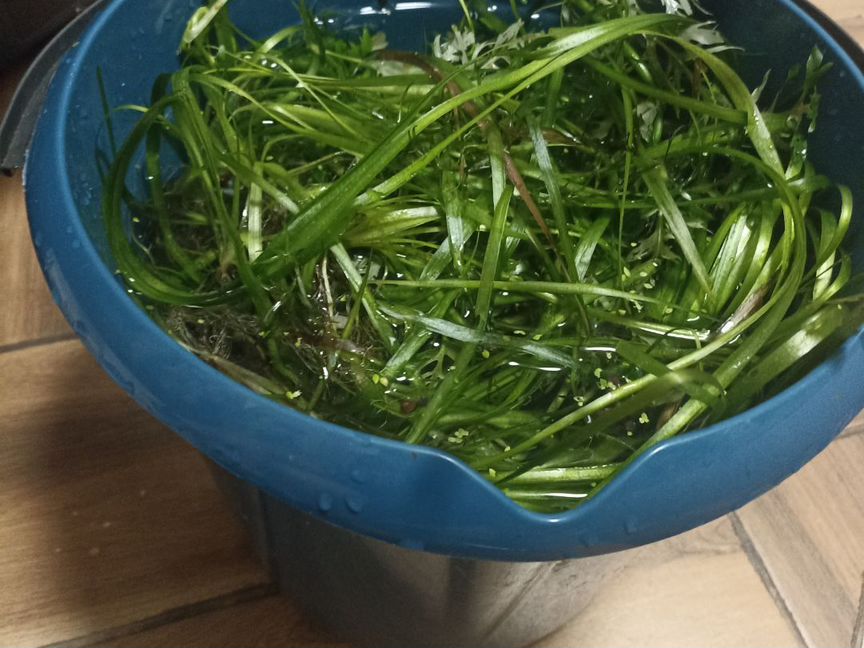 Растения для аквариума прополка