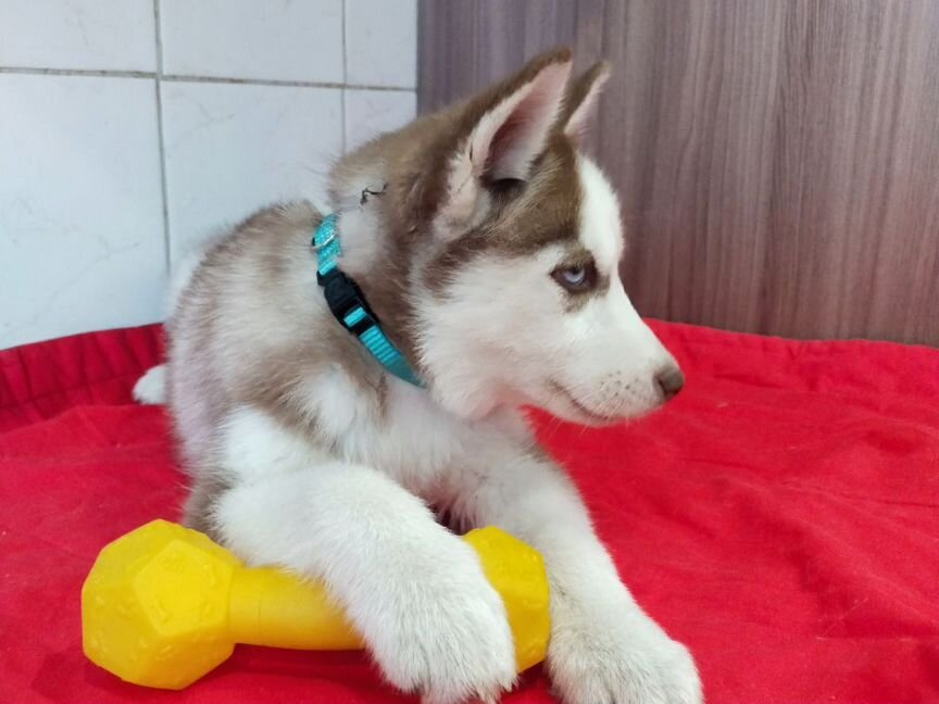 Щенки сибирской хаски