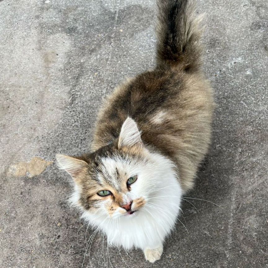 Котик в добрые руки
