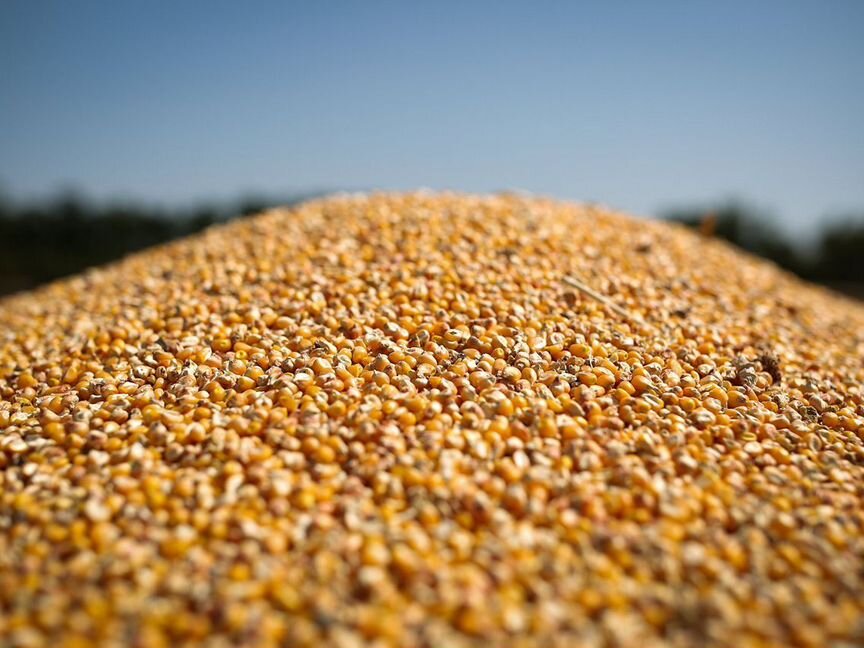 Кукуруза цельная кормовая