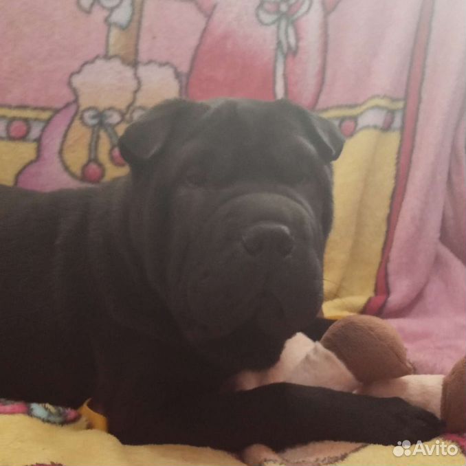 Щенок шарпея, мальчик