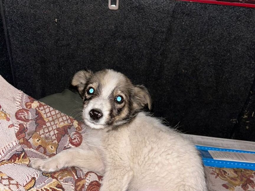 Собака в добрые руки щенок