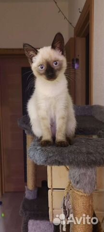 Тайская Кошка
