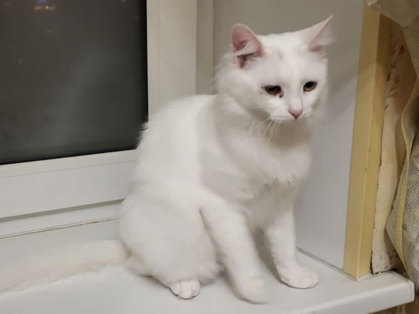 Турецкая ангора