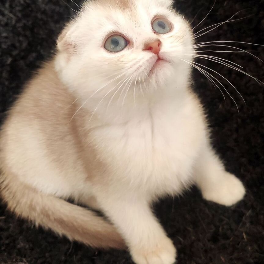 Шотландская вислоухая кошка