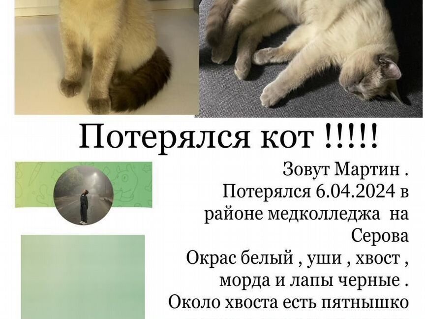 Потерялся котик