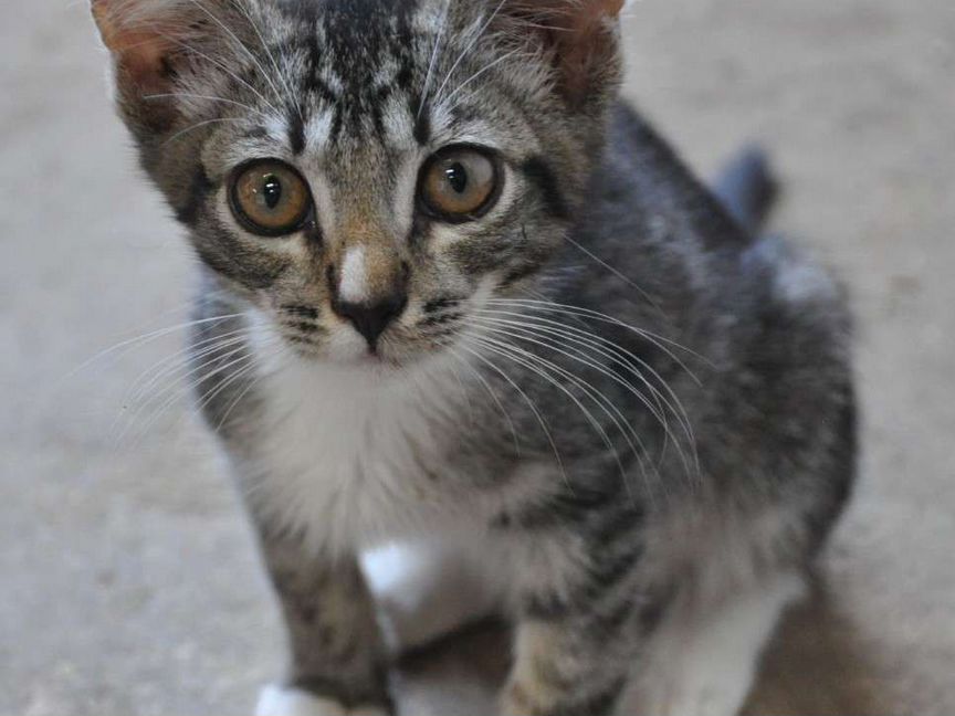 Девочка Пушинка, 3 месяца, ищет семью