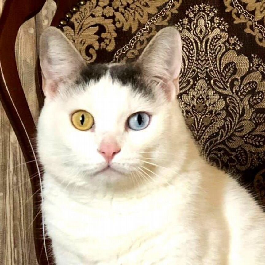 Хорошенький кот Сеня с глазами разных цветов