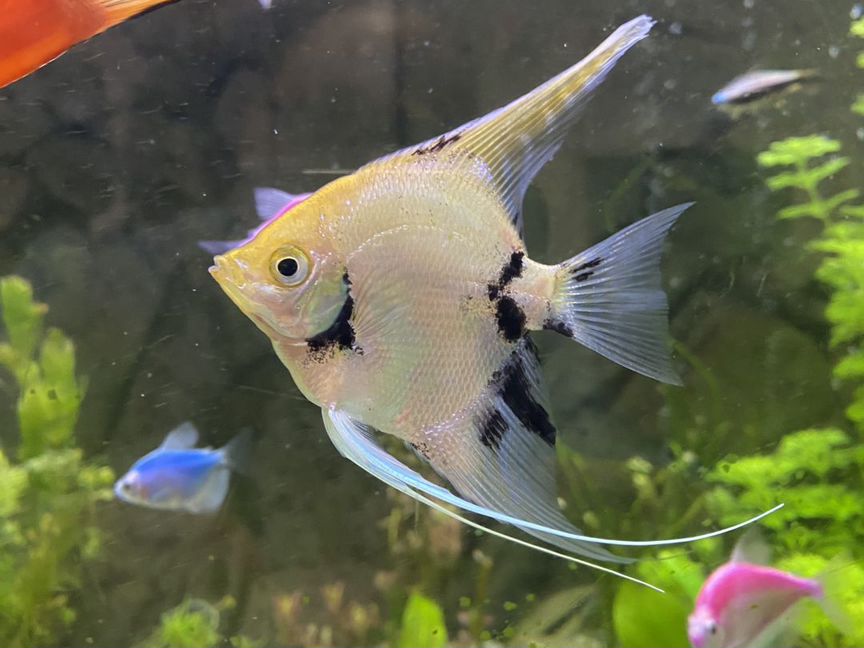 Продаются скалярии березка