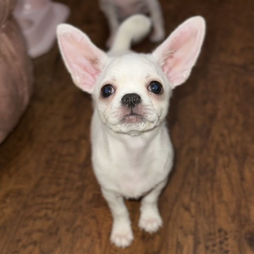 Чихуахуа, щенок