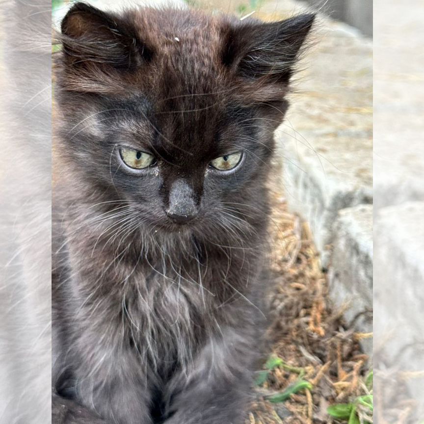 Котенок в добрые руки