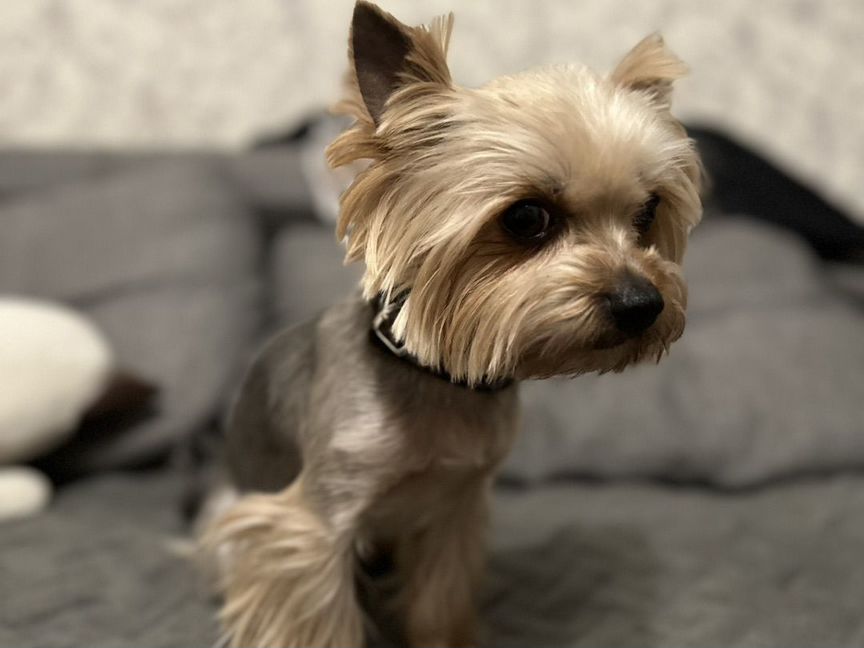 Йоркширский терьер