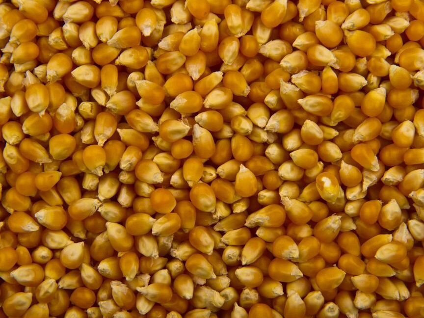 Просо, Кормовой овёс на корм