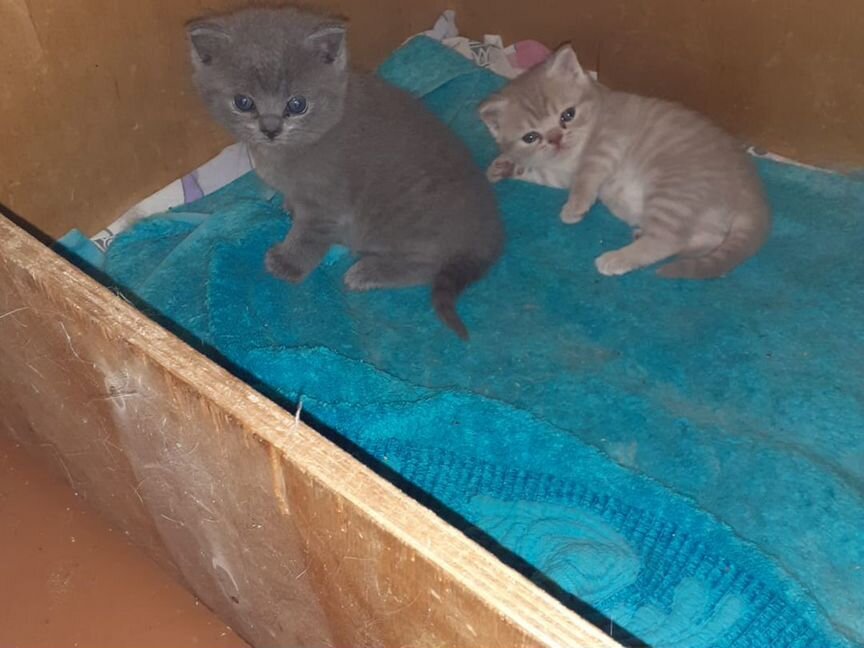 Продам котят шотландские