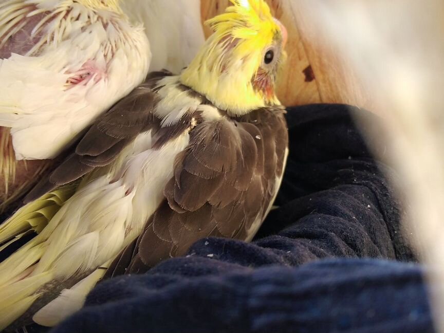 Попугай корелла