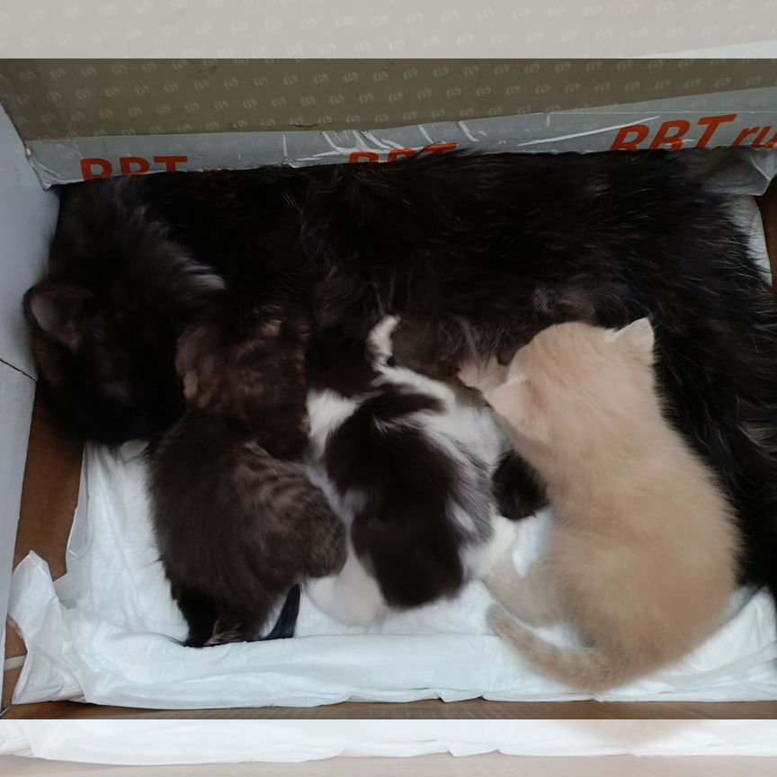 Котятки в добрые руки