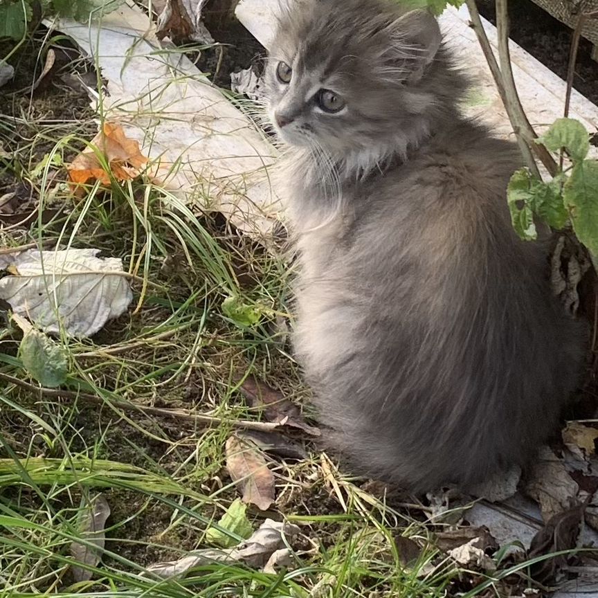 Крошки в добрые руки