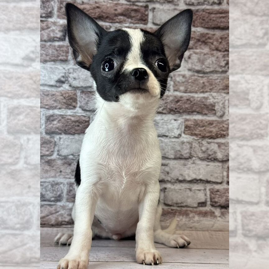 Чихуахуа, щенок