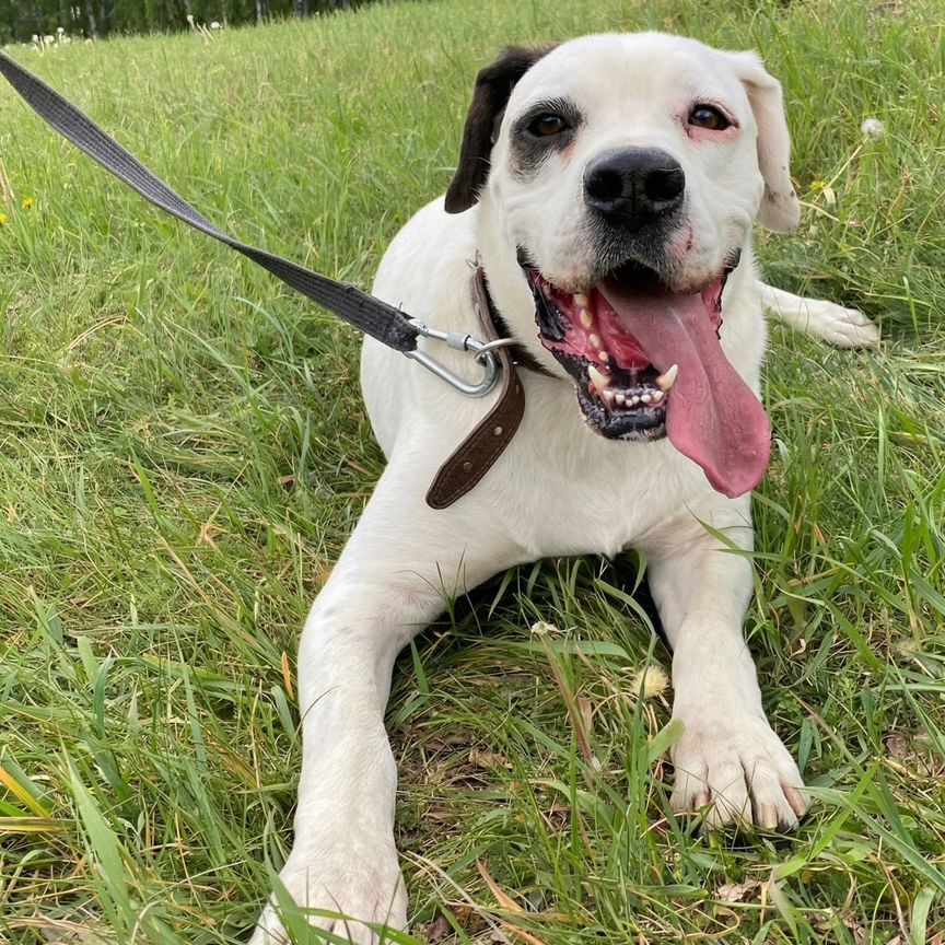 Аргентинский дог, взрослый пёс