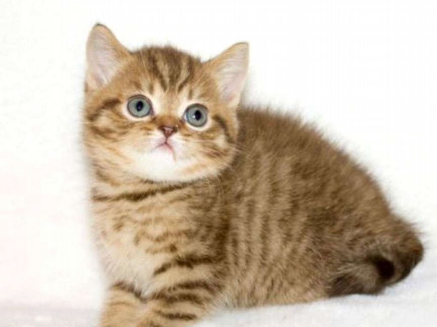 Шотландские мишки) Шоколад табби