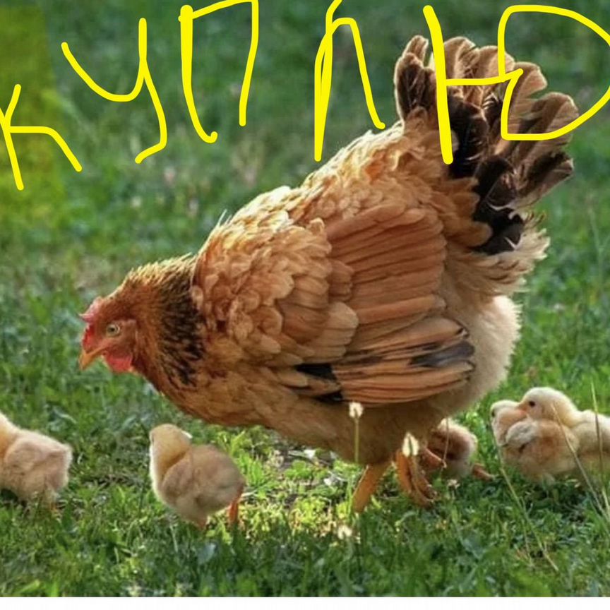 Квочка с цыплятами