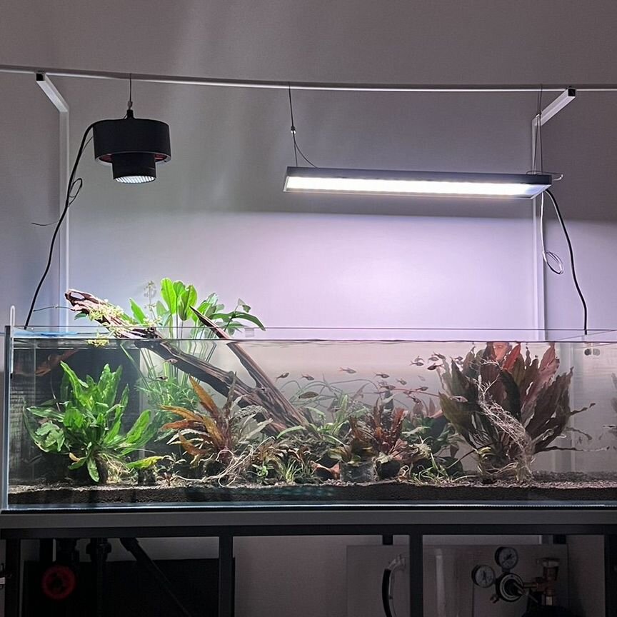 Эхинодорус красный