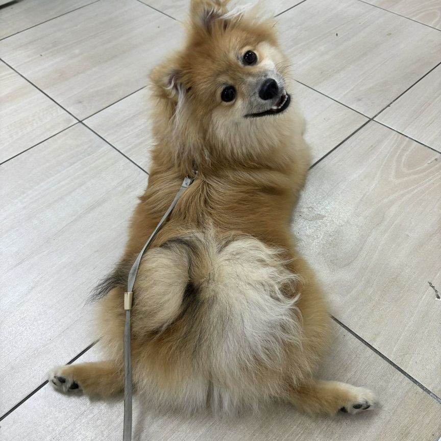 Немецкий шпиц