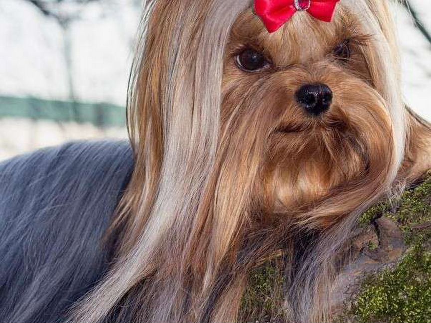 Йоркширский терьер вязка мальчик