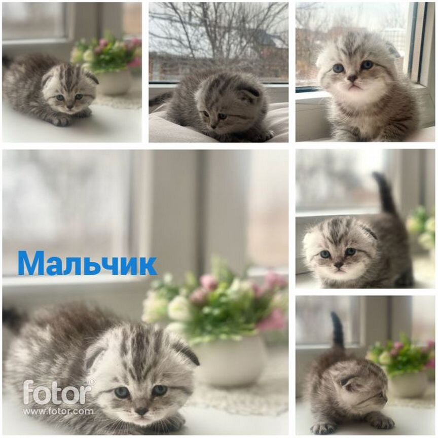 Шотландские котята