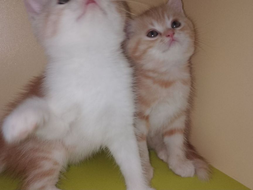 Котята экзотики