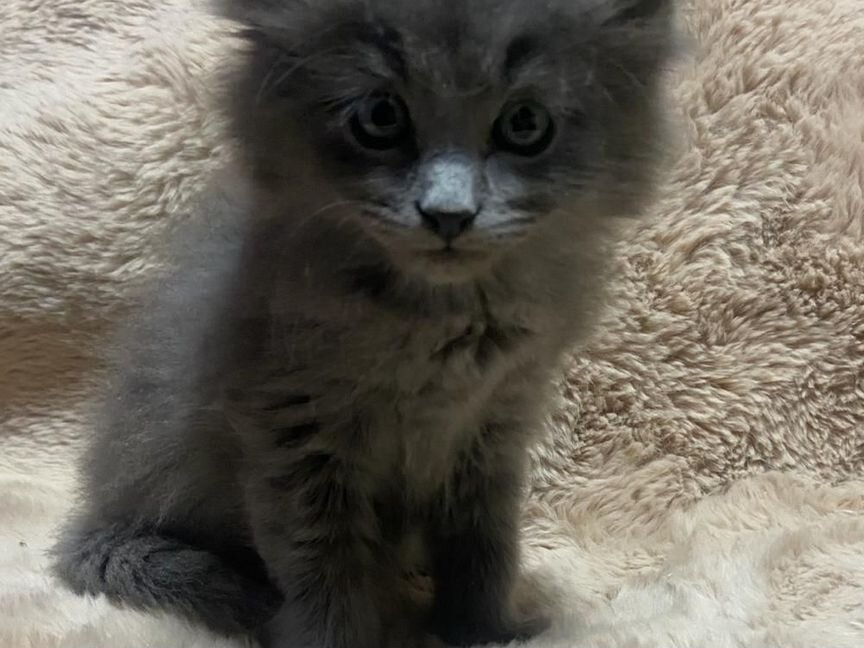 Кошка