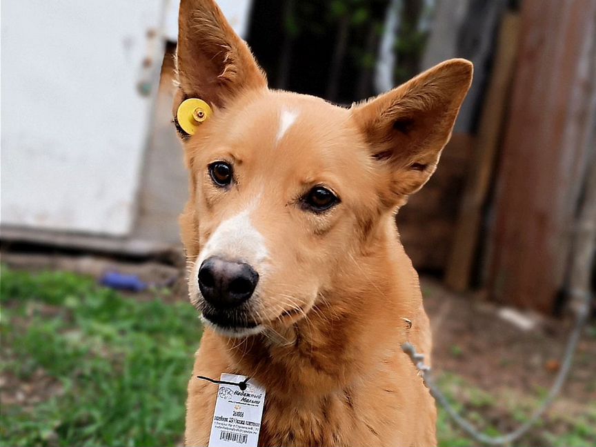 Шикарный пёс ярко рыжего окраса