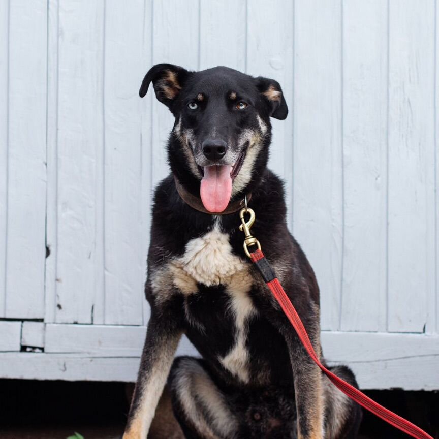 Собака в добрые руки