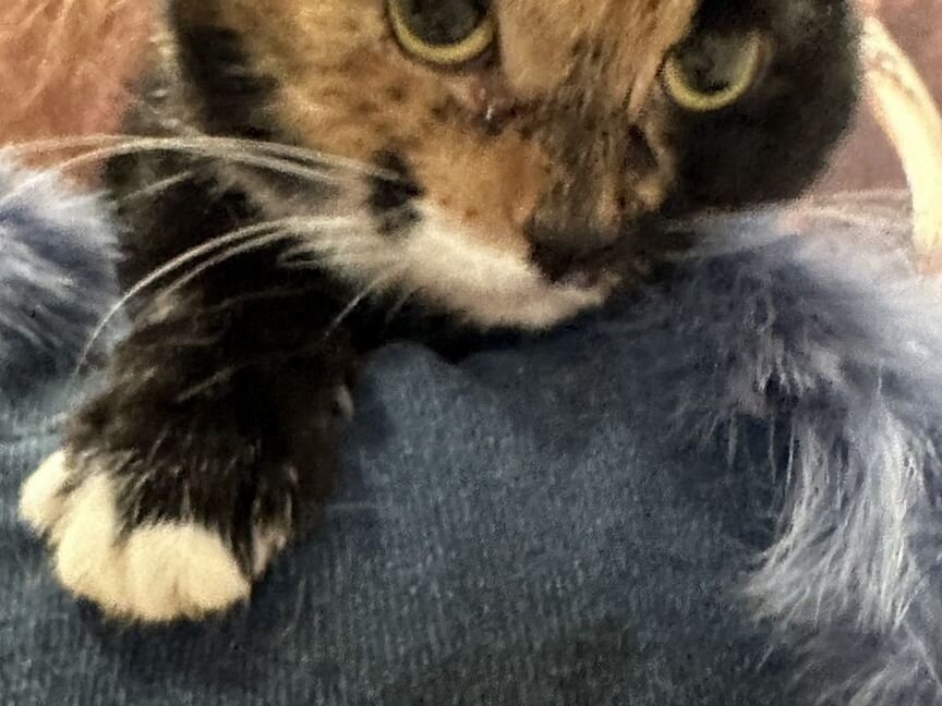 Кошка Маша