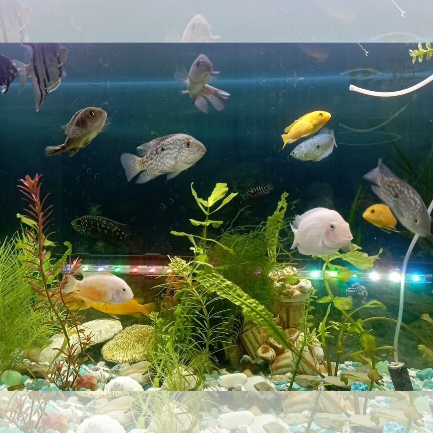 Аквариумные рыбки