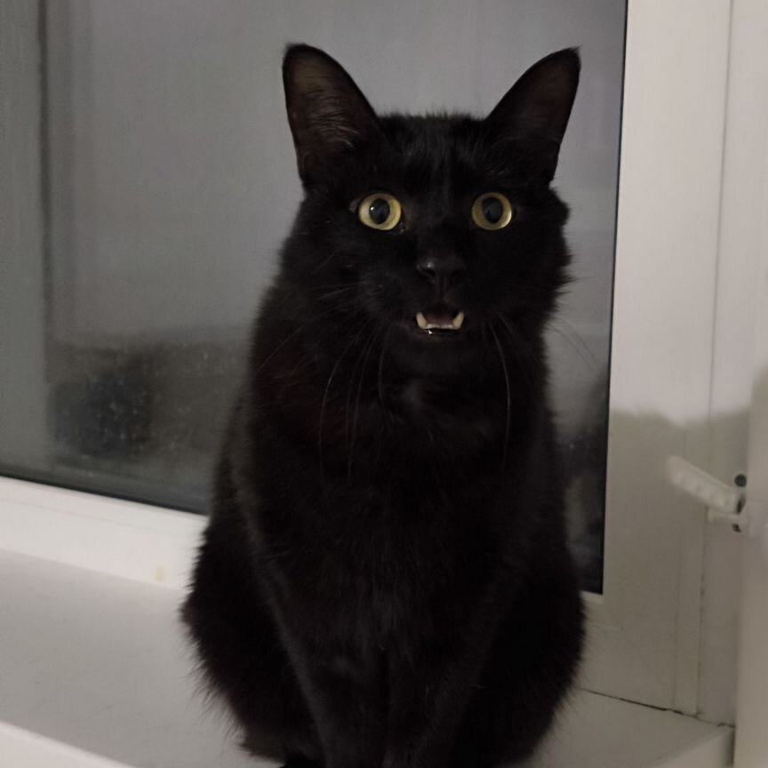 Кот Кристиан