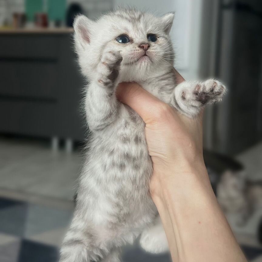 Шотландский прямоухий короткошёрстный котёнок