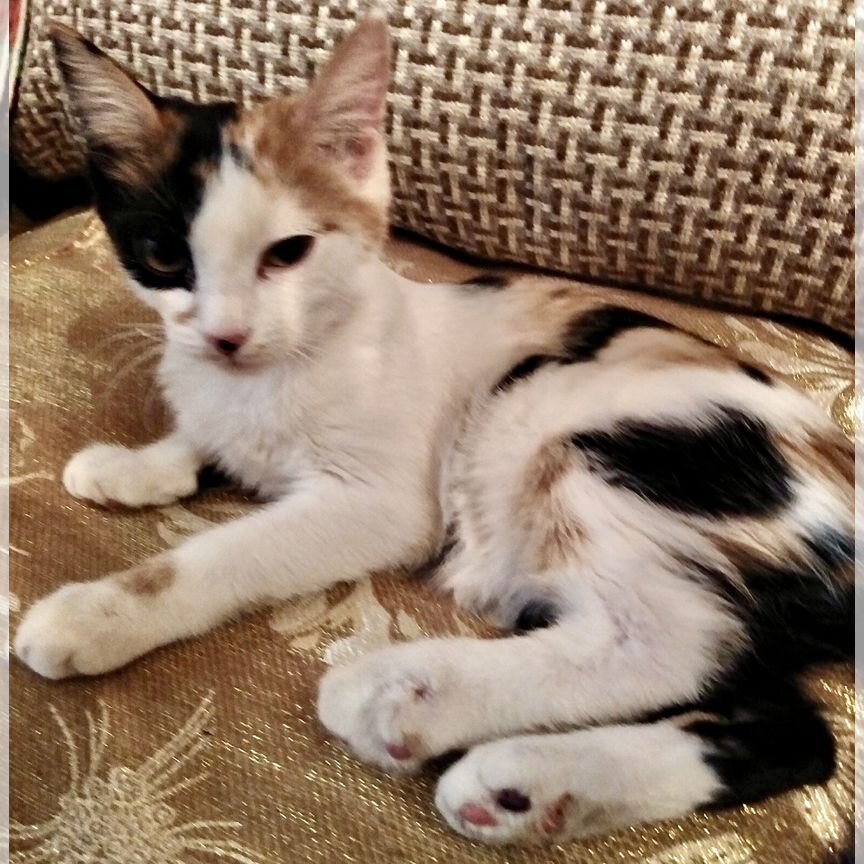 Абиссинский котёнок