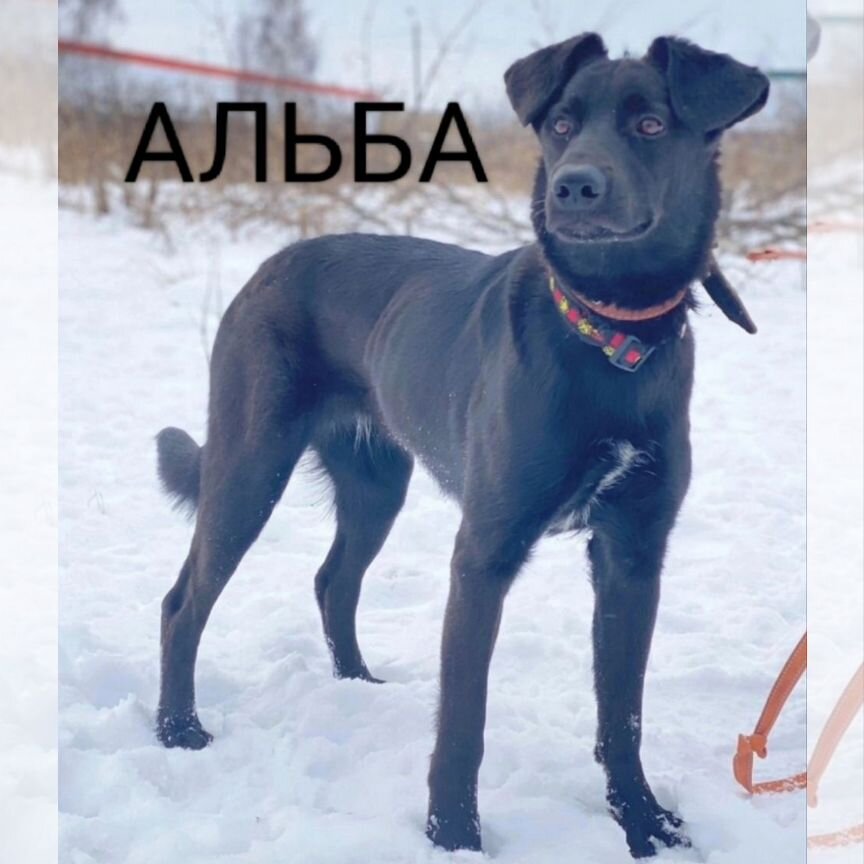 Взрослая собака в добрые руки