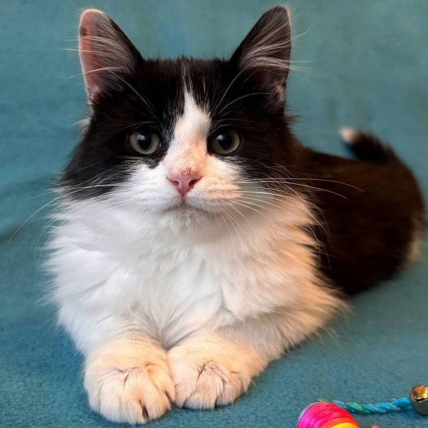 Котёнок в добрые руки