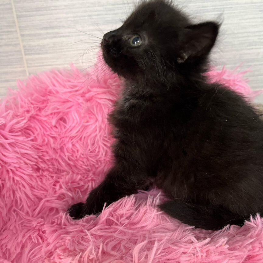 Котенок маленькая прелесть