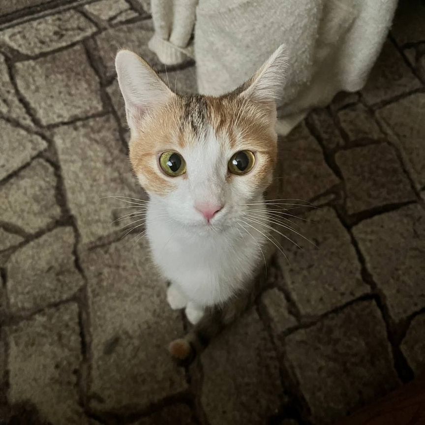 Кошечка в добрые руки