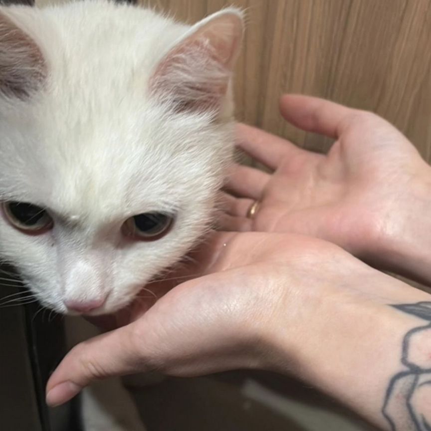 Отдам кошечку подкинули