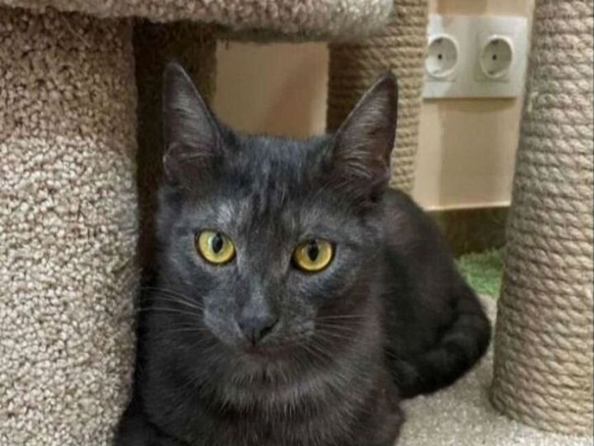 Ищем дом для Кузьмы. Лесной приют