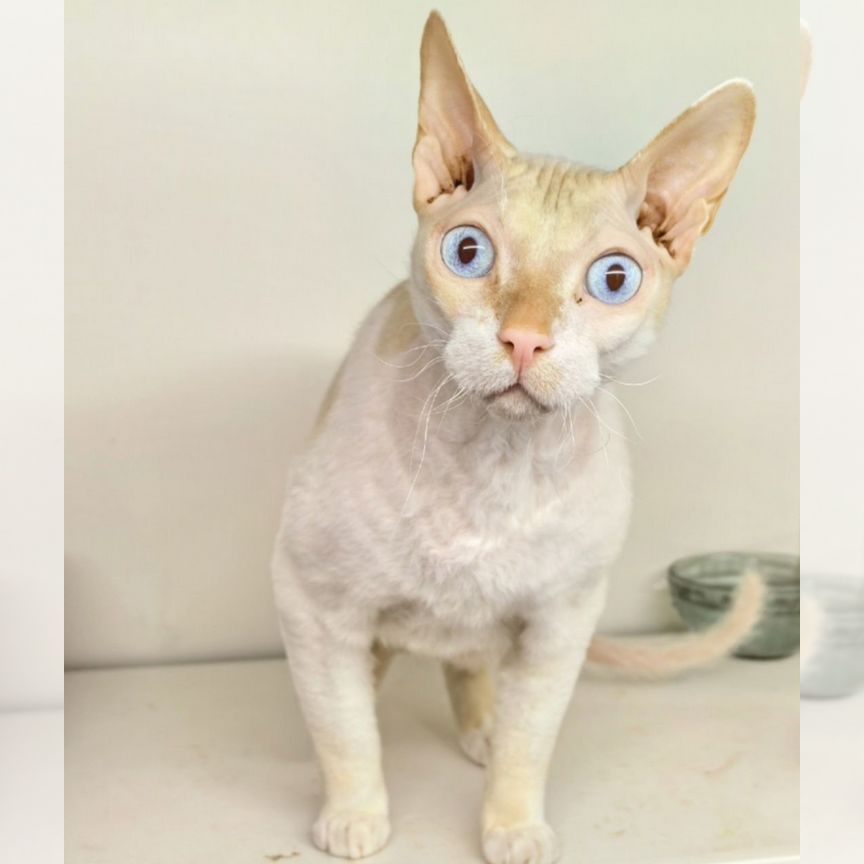 Канадский сфинкс, взрослый кот