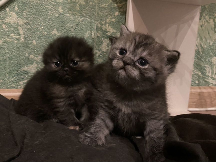 Шотландские вислоухие котята